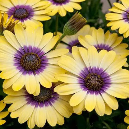 Osteospermum Blue Eyed Beauty – Turks' Greenhouses